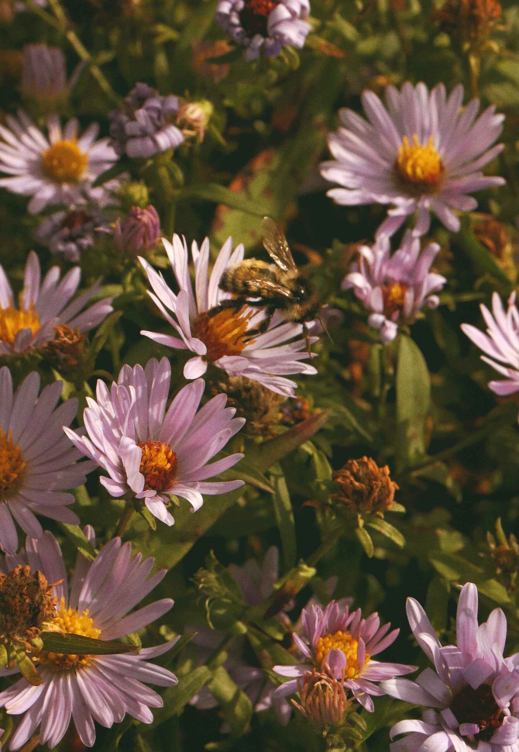 Commitment Phobia: What it is and How to Overcome it | Seattle Christian Counseling