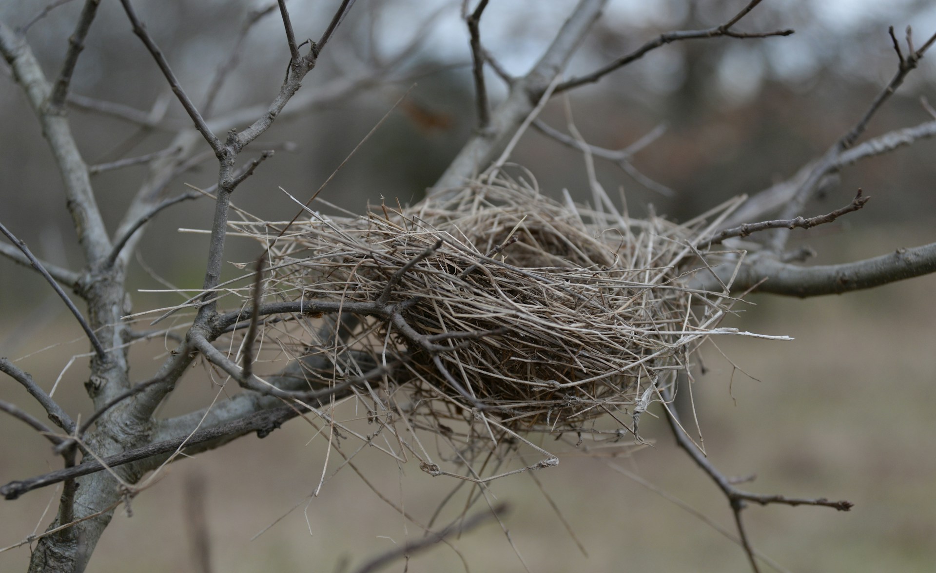 Surviving Empty Nest Syndrome | Seattle Christian Counseling